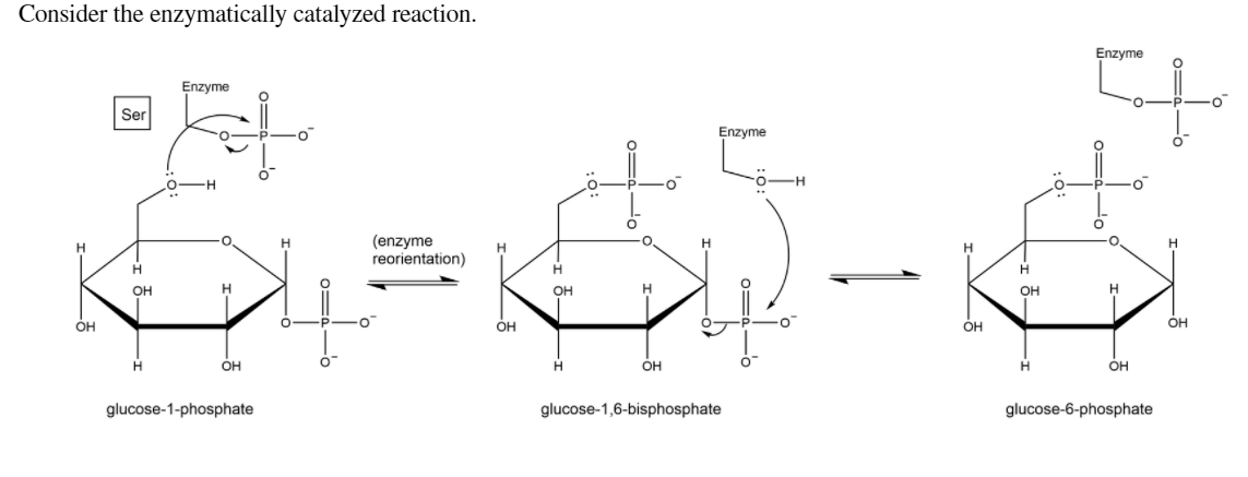 Solved Consider the enzymatically catalyzed reaction. Enzyme | Chegg.com