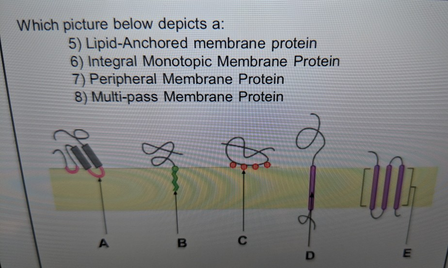 Solved Which picture below depicts a: 5) Lipid-Anchored | Chegg.com