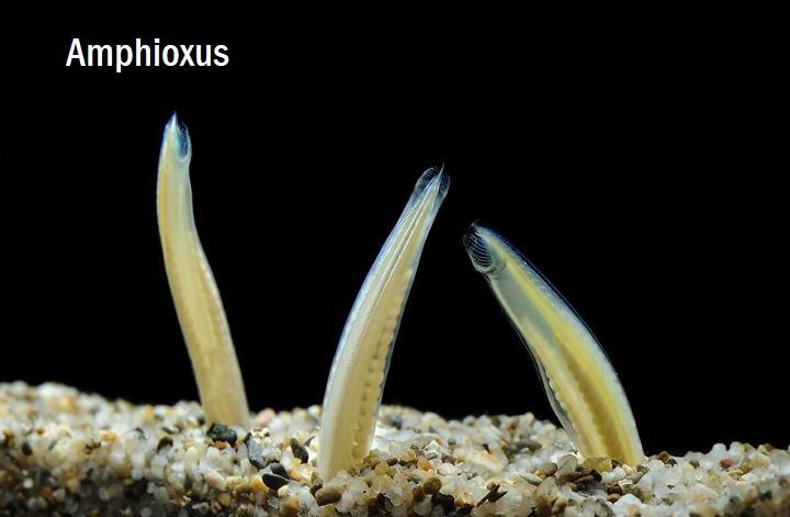 Solved Amphioxus | Chegg.com