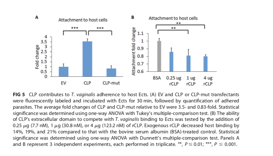 Solved What did the adhesion experiments in Fig. 5 and Fig. | Chegg.com