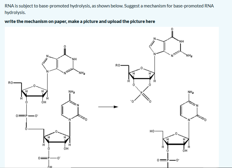 Solved RNA is subject to base-promoted hydrolysis, as shown | Chegg.com