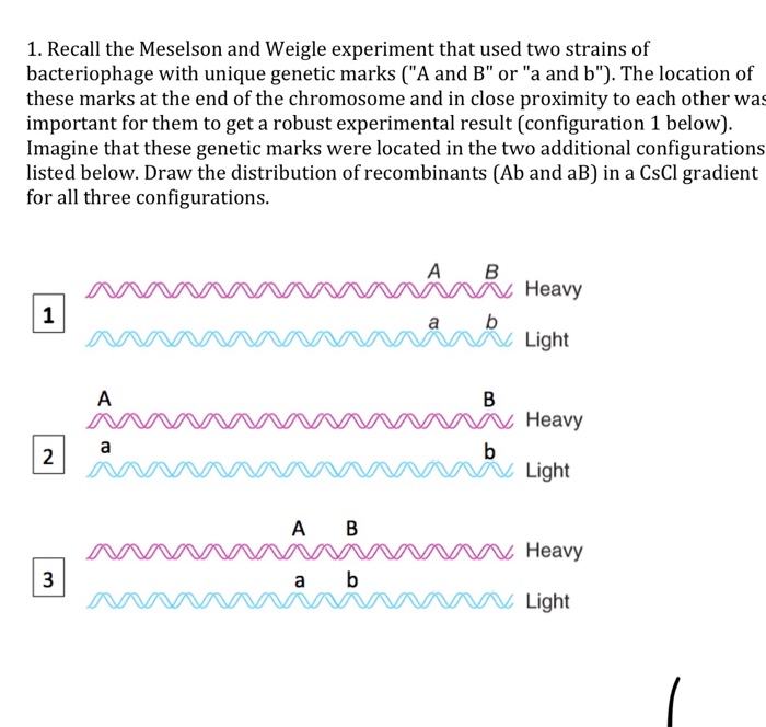 Solved 1. Recall the Meselson and Weigle experiment that | Chegg.com