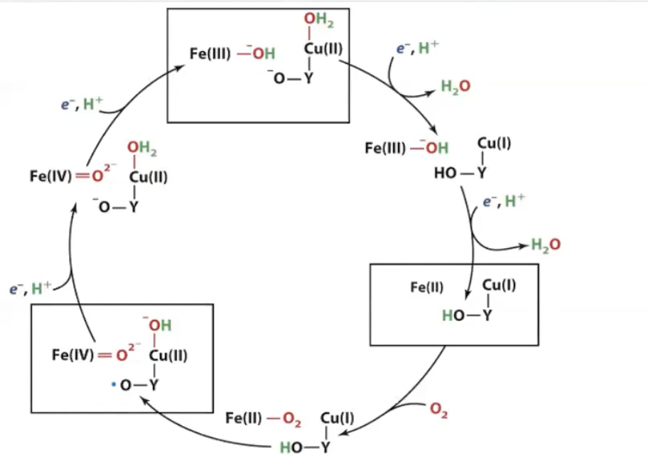 Solved Describe the chemistry and state of the redox centers | Chegg.com
