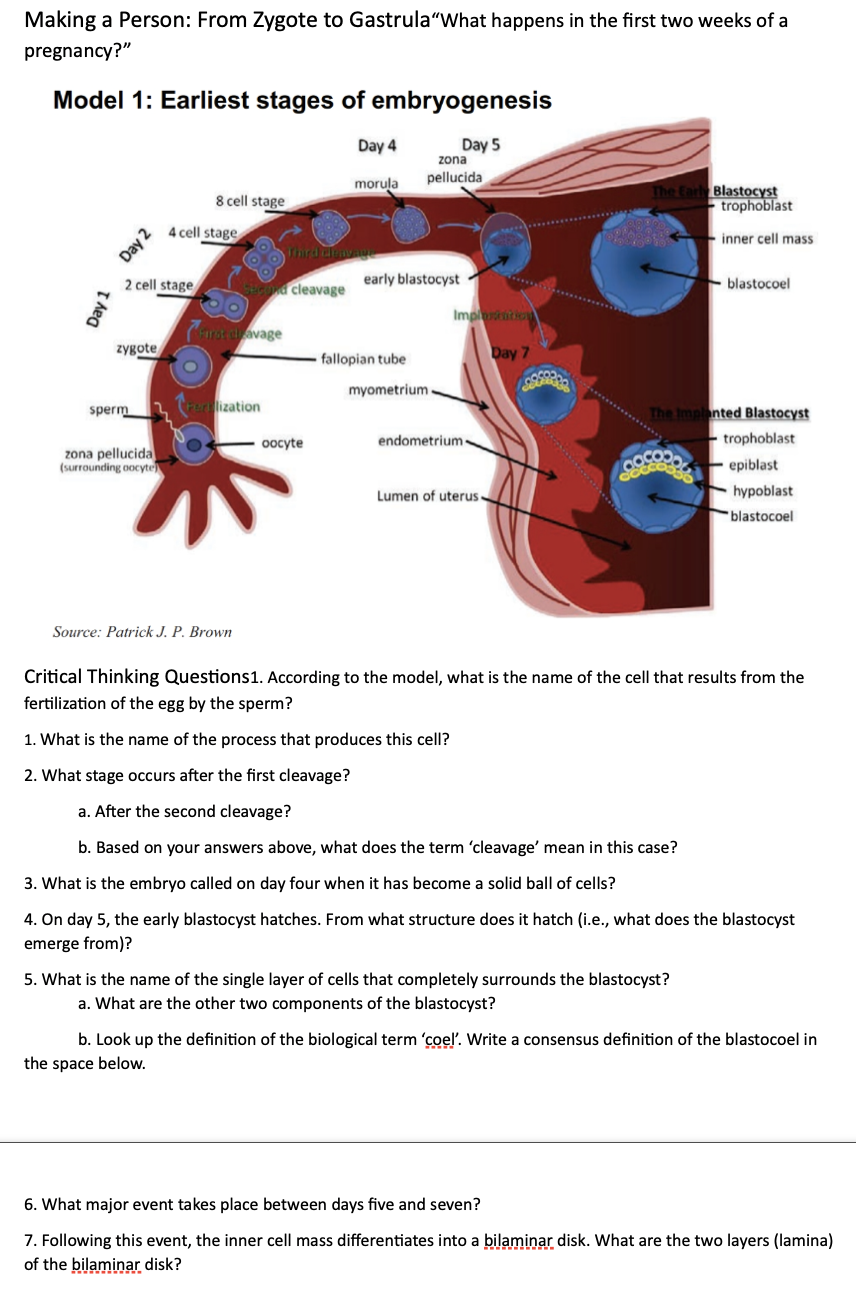 Solved Making a Person: From Zygote to Gastrula"What happens | Chegg.com