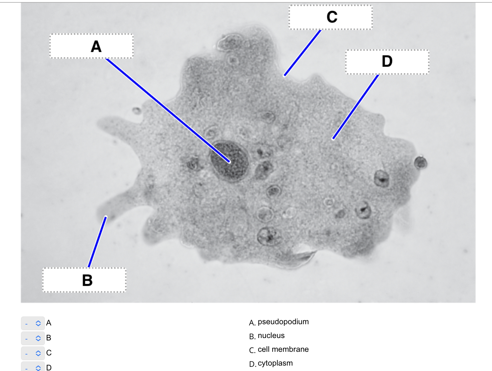 Solved A. pseudopodium B. nucleus C. cell membrane D. | Chegg.com