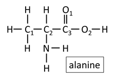 Solved Look at the angles formed by the atoms in alanine. | Chegg.com