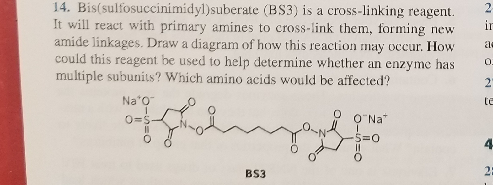 14. Bis(sulfosuccinimidyl)suberate (BS3) is a | Chegg.com
