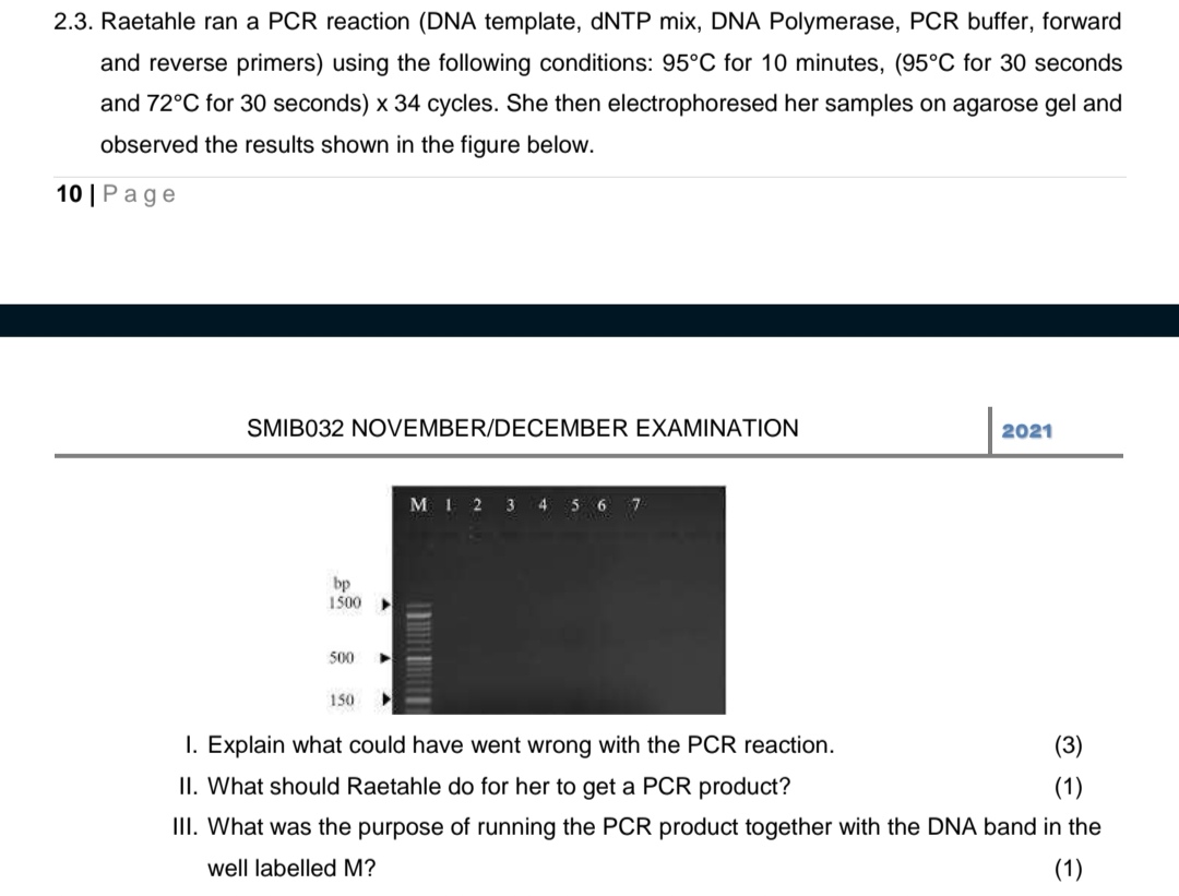 Solved 2.3. Raetahle ran a PCR reaction (DNA template, dNTP | Chegg.com