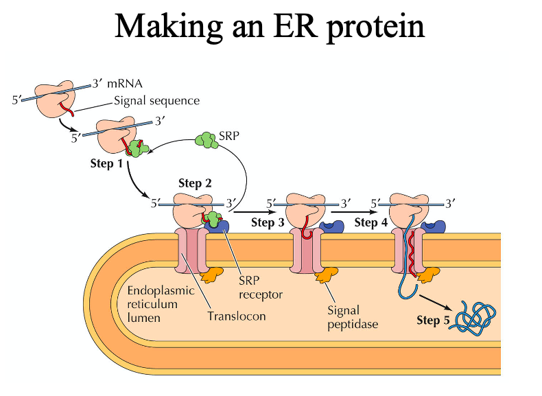 Solved 21. (4pts) Explain step-by-step how a new RER protein | Chegg.com