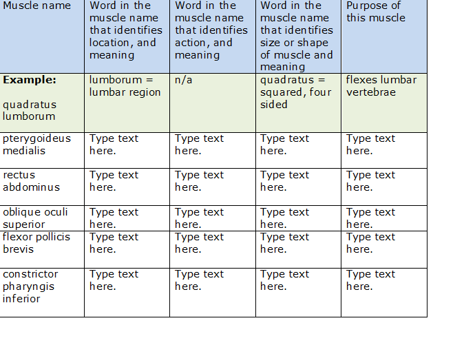 Some muscles are named for their location in the | Chegg.com