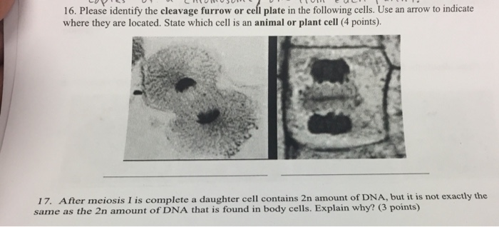 Solved 16. Please identify the cleavage furrow or cell plate | Chegg.com