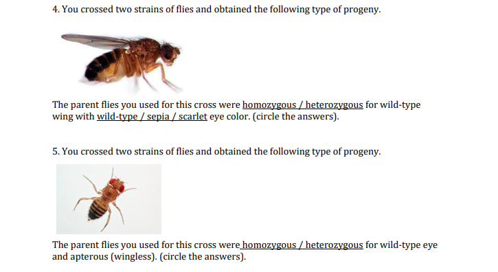 Solved 4. You crossed two strains of flies and obtained the | Chegg.com
