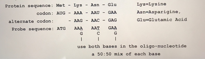 Solved Protein sequence: Met Lys Asn Glu codon: AUG AAA AAU | Chegg.com