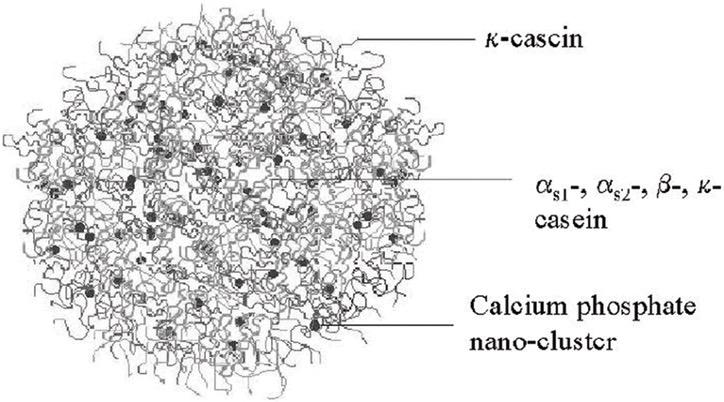 Highlight the double calcium salt in this structure. | Chegg.com