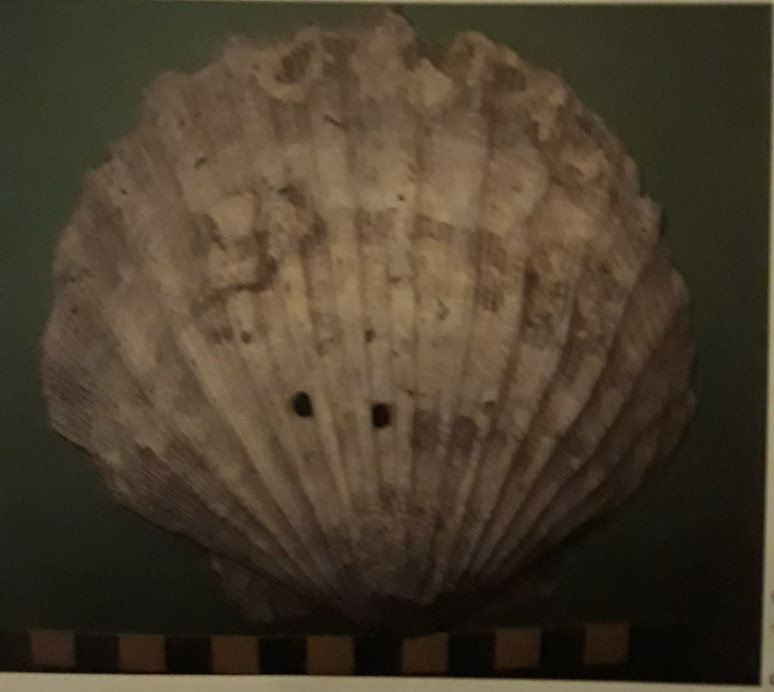 Solved race Fossils Exercises 6. Examine the specimen in the | Chegg.com Solved race Fossils Exercises 6. Examine the specimen in the | Chegg.com