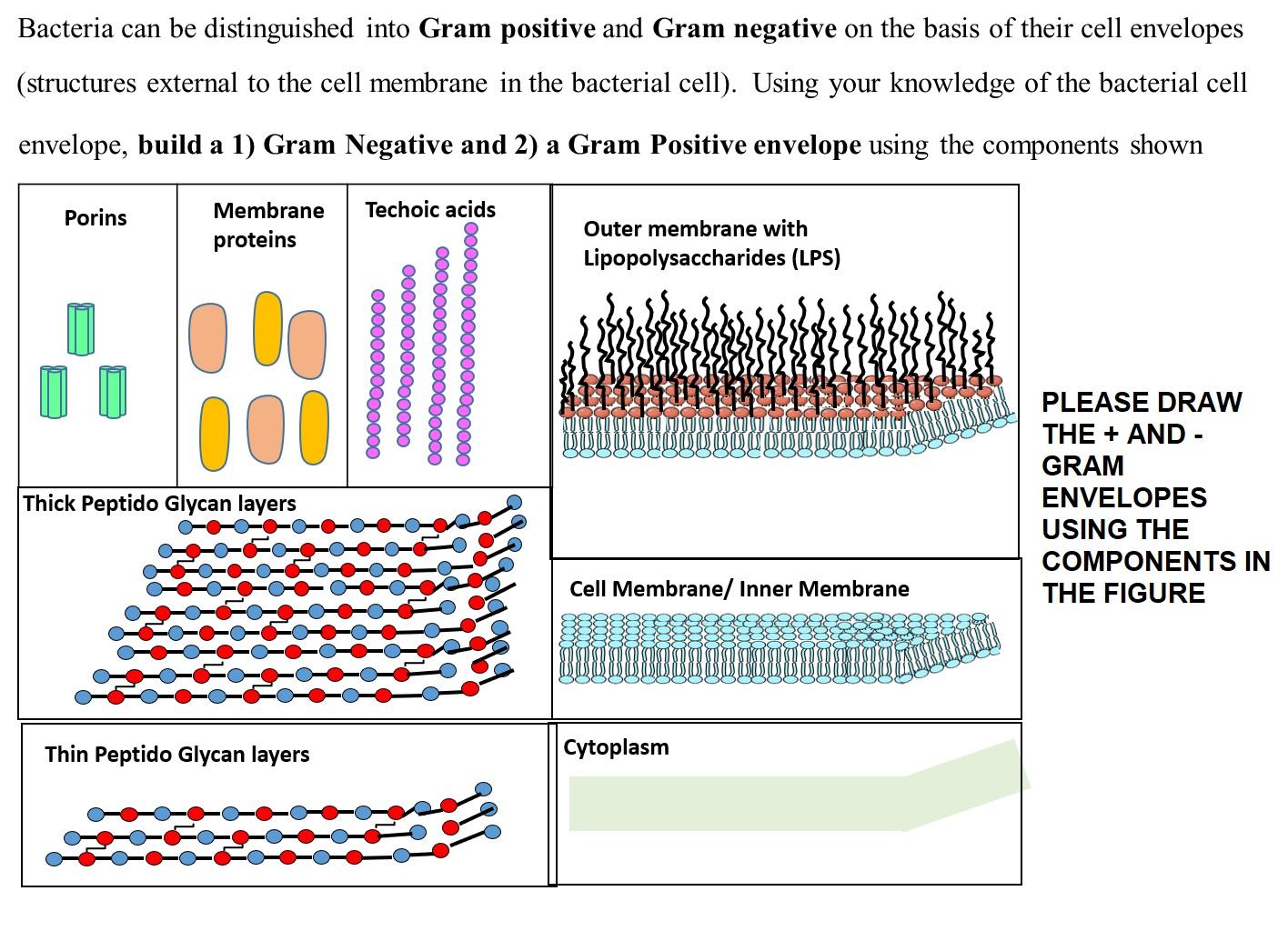 Solved Bacteria can be distinguished into Gram positive and | Chegg.com