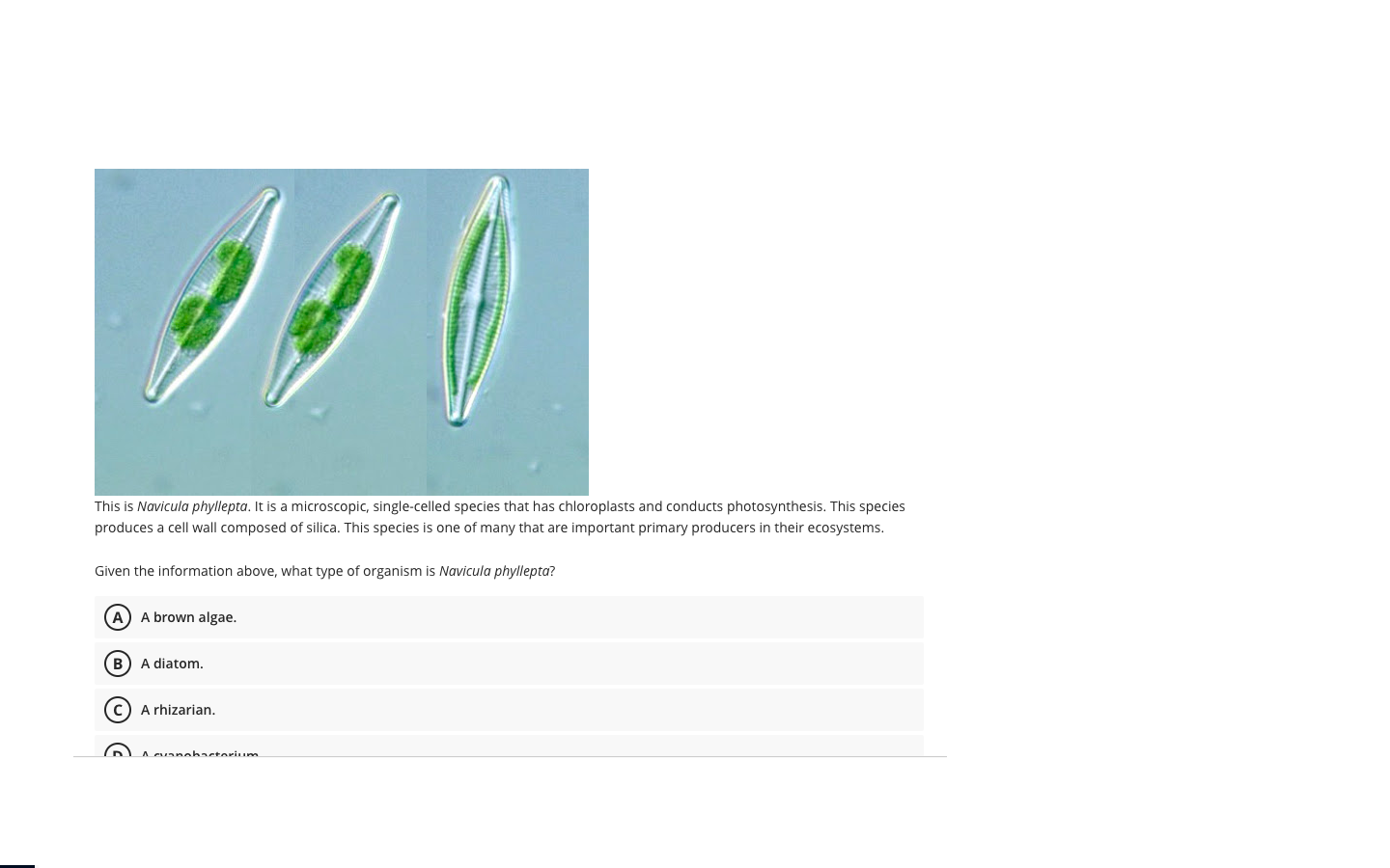 Solved This is Navicula phyllepta. It is a microscopic, | Chegg.com