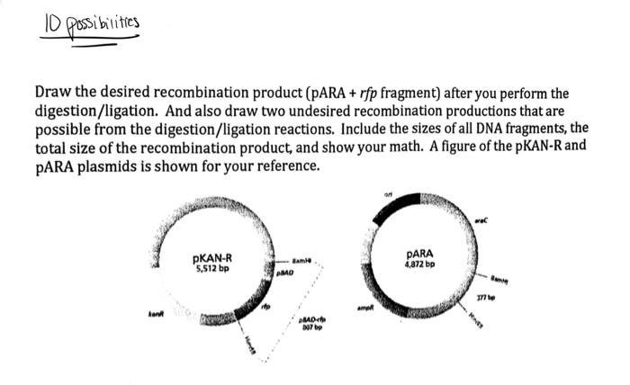 Solved D Pusibilities Draw the desired recombination product | Chegg.com