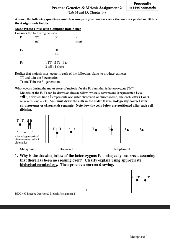 Solved PLEASE HELP WITH THIS GENETICS AND MEIOSIS | Chegg.com