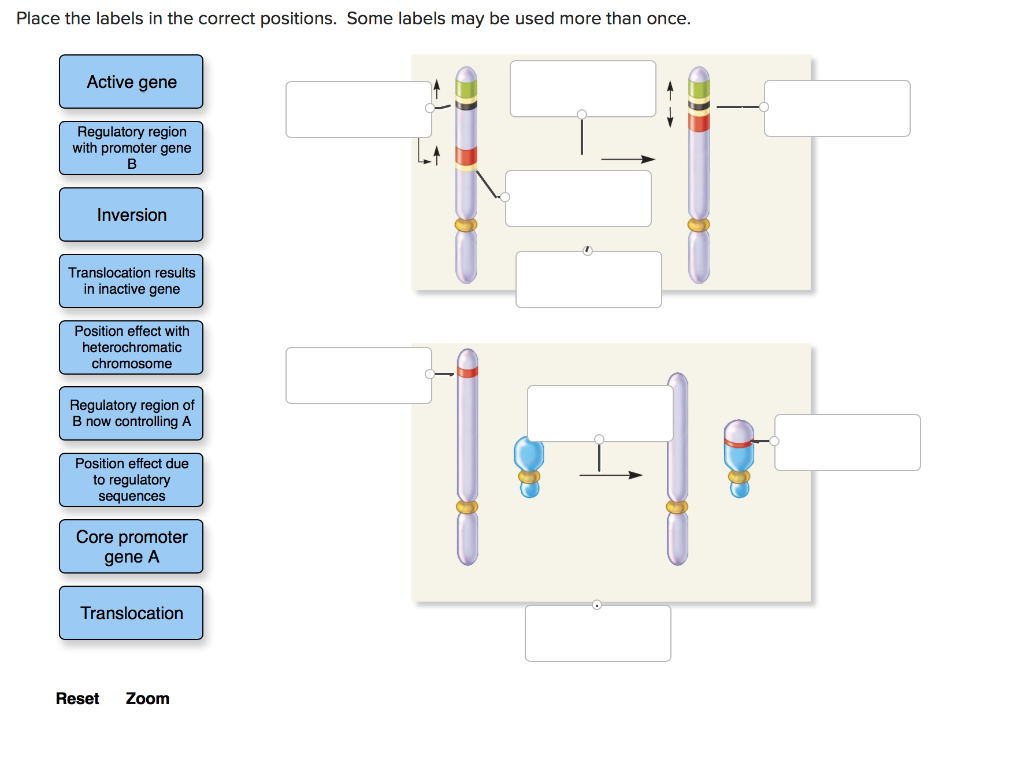Solved Place the labels in the correct positions. Some | Chegg.com