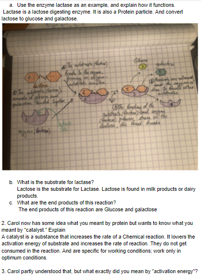 Solved Lactose intolerance: case study (from unit 1, | Chegg.com