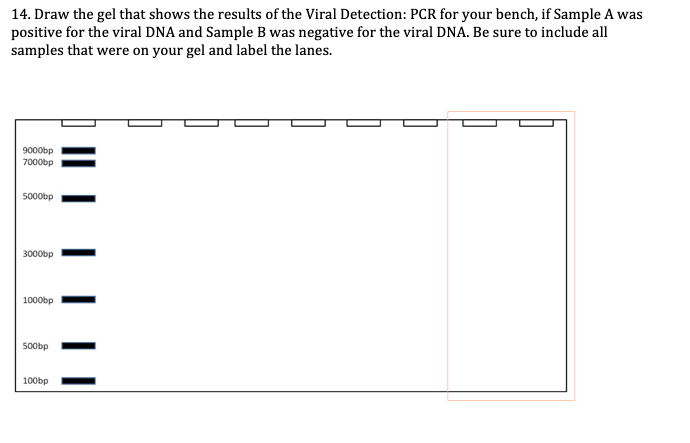 14. Draw the gel that shows the results of the Viral | Chegg.com