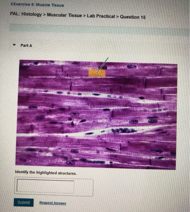 Solved Exercise 6: Muscle Tissue PAL: Histology >Muscular | Chegg.com Solved Exercise 6: Muscle Tissue PAL: Histology >Muscular | Chegg.com