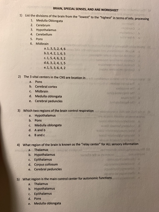 Solved BRAIN, SPECIAL SENSES, AND ANS WORKSHEET ta 1) List | Chegg.com