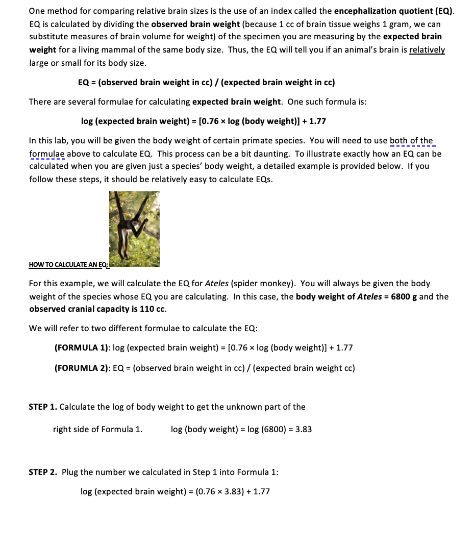 Solved One method for comparing relative brain sizes is the | Chegg.com