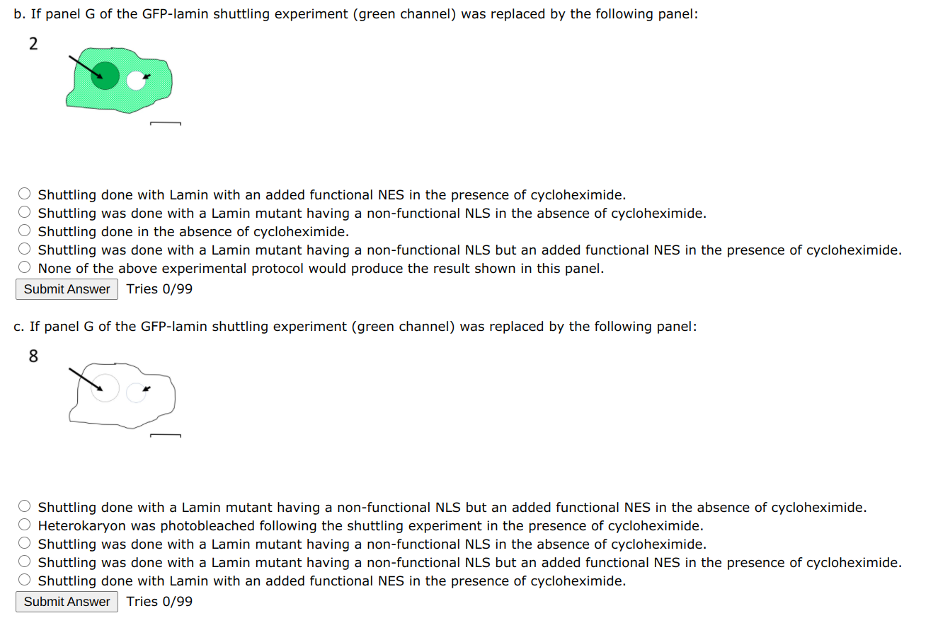 Solved Brightfield Hoechst GFP CMTMR A B с D GFP-Tap | Chegg.com