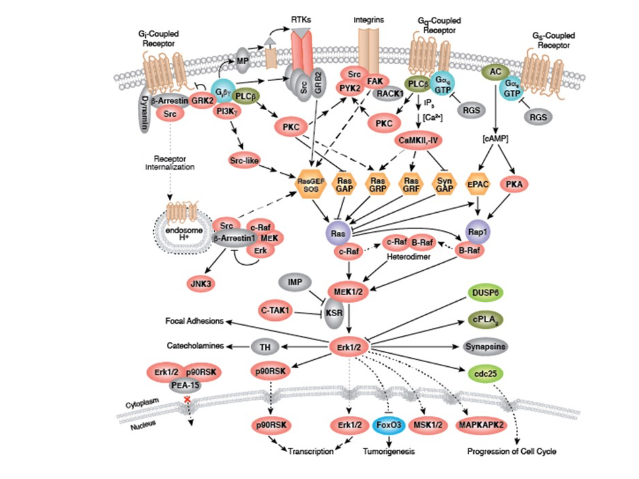 Solved The following image is an example of a kinase | Chegg.com
