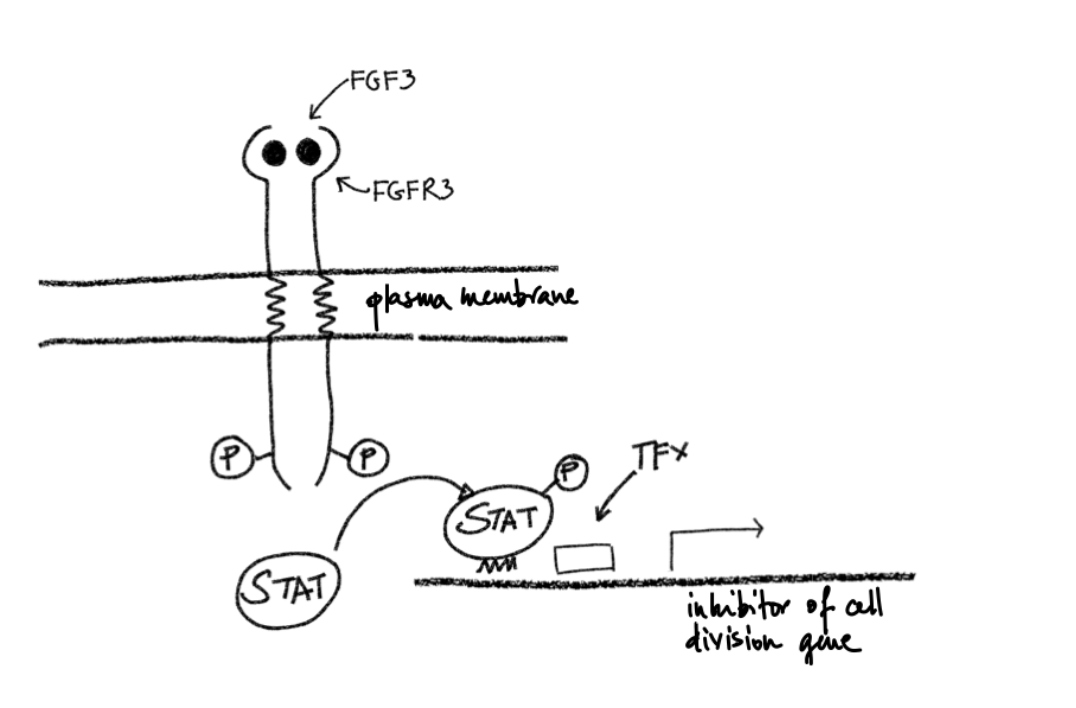 Solved The FGF3 pathway is shown below. In this pathway, | Chegg.com