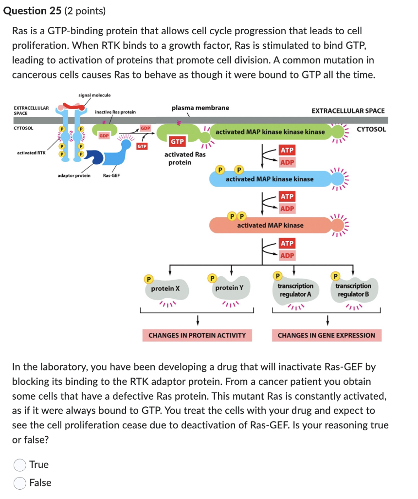 Solved Question 25 (2 points) Ras is a GTP-binding protein | Chegg.com