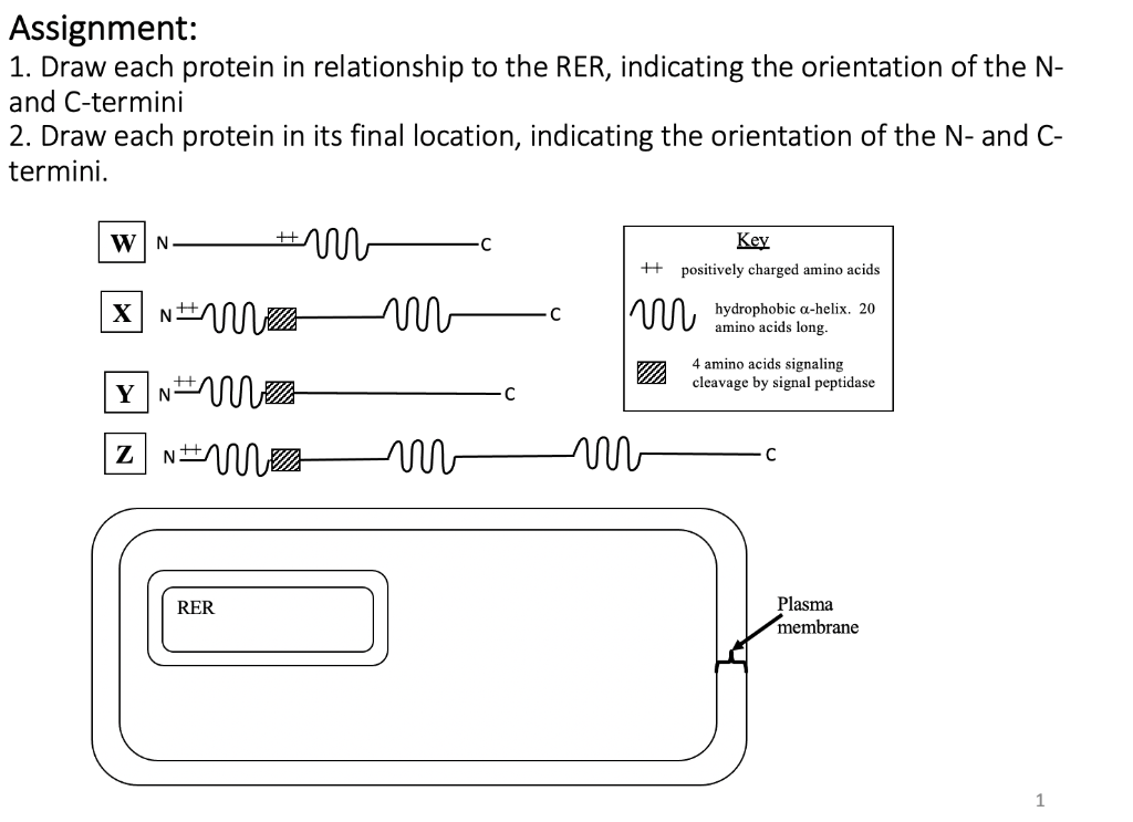 Solved Follow the mechanism of SRP (signal recognition | Chegg.com