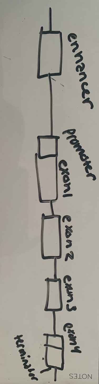 Draw the primary RNA transcript and mRNA. Label if | Chegg.com