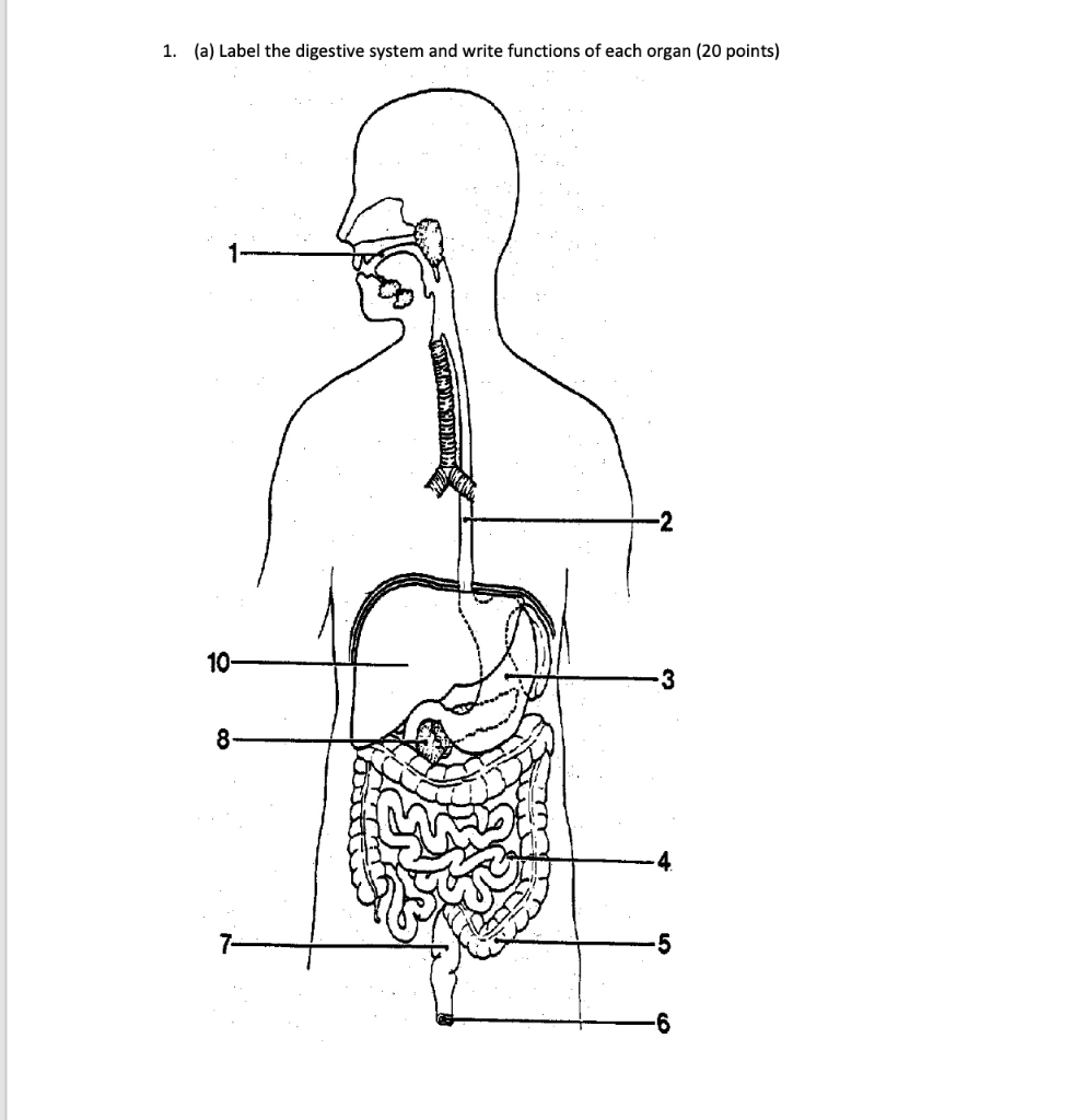 Solved 1. (a) Label the digestive system and write functions | Chegg.com