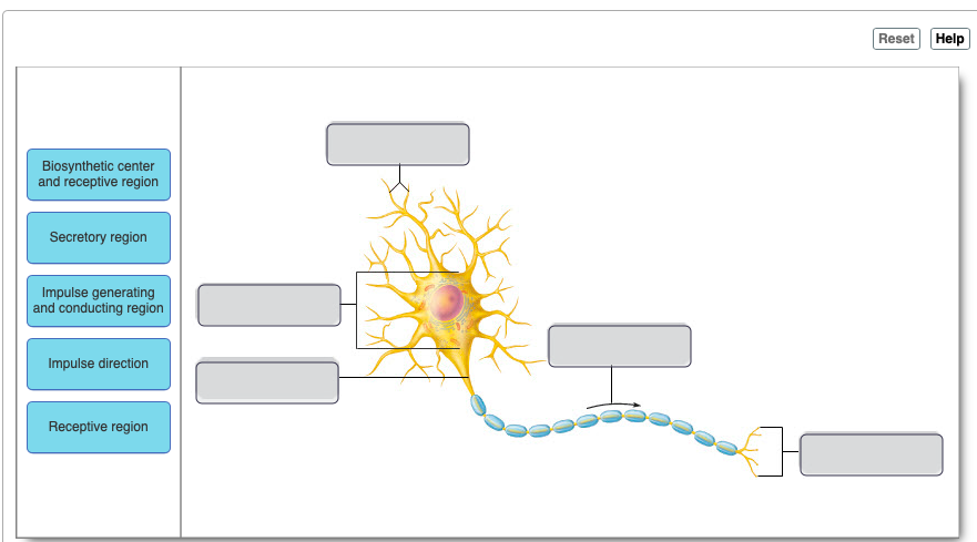 Solved Reset Help Biosynthetic center and receptive region | Chegg.com