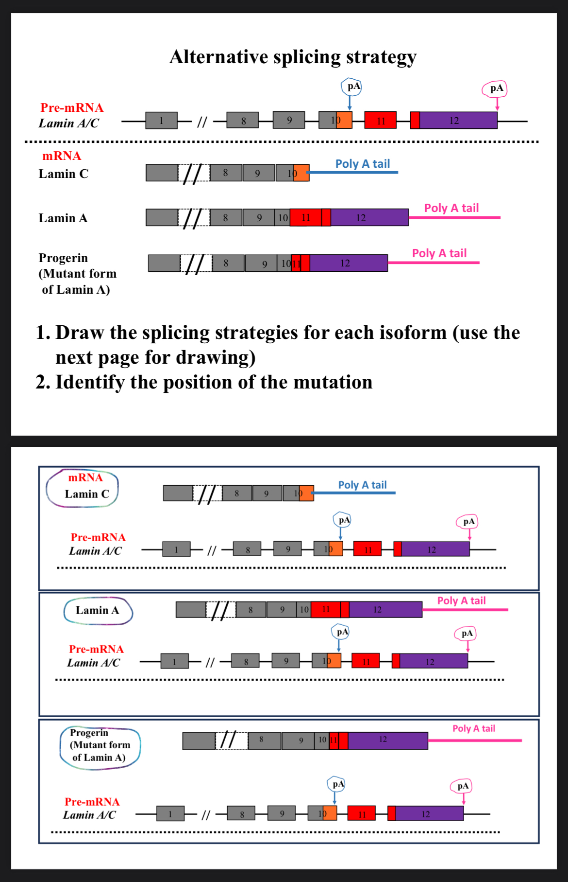 Solved Alternative splicing strategy 1. Draw the splicing | Chegg.com