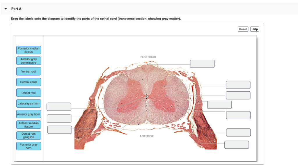 Solved Part A Drag the labels onto the diagram to identify | Chegg.com