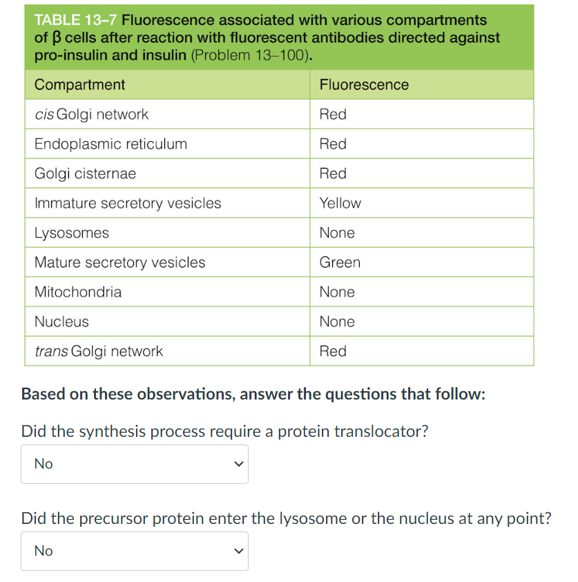 Solved Insulin is synthesized in the form of a precursor | Chegg.com