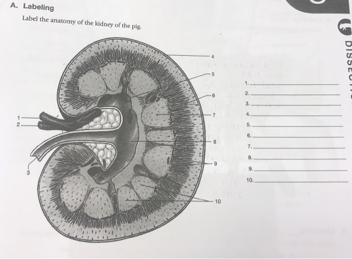Solved A. Labeling Label the anatomy of the kidney of the | Chegg.com