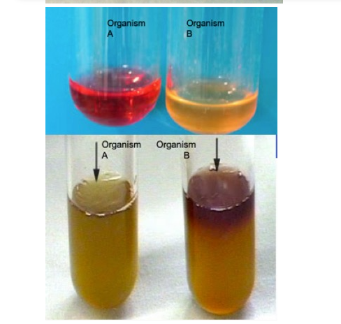 Solved Let's say you performed a gram stain, isolated the | Chegg.com