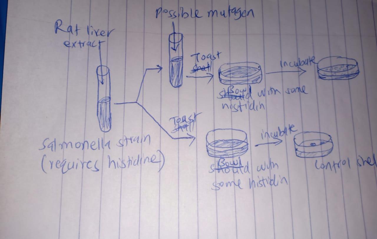 Solved Figure 3. Schematic overview of Ames test a) Briefly | Chegg.com