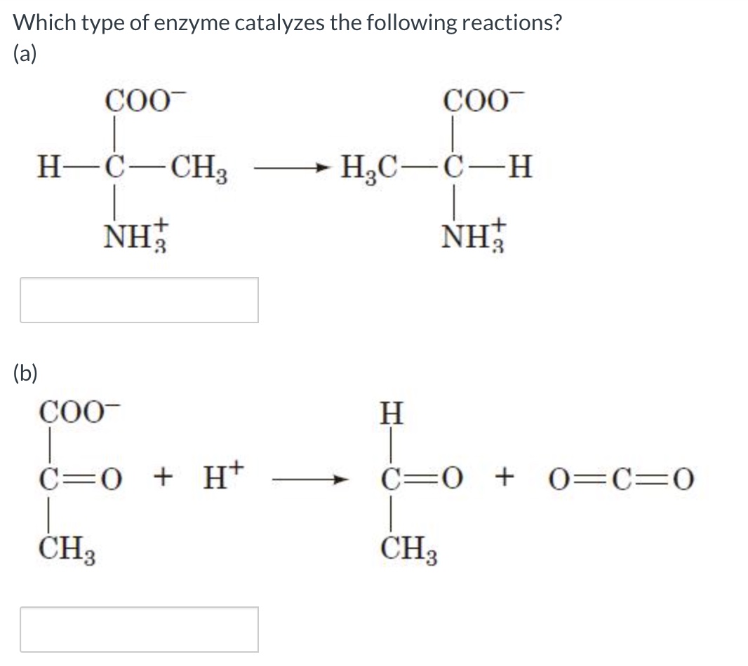 Solved Which type of enzyme catalyzes the following | Chegg.com