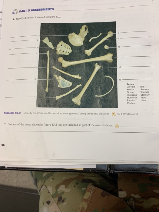 Solved PART DASSESSMENTS ai 1. Idcatify the bones indicated | Chegg.com