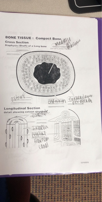 Solved BONE TISSUE: Compact Bone Cross Section Diaphysis | Chegg.com