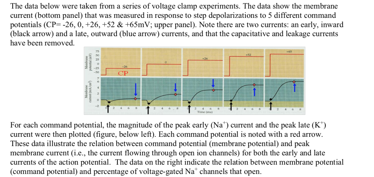 Solved 2) What is the net driving force acting on sodium at | Chegg.com