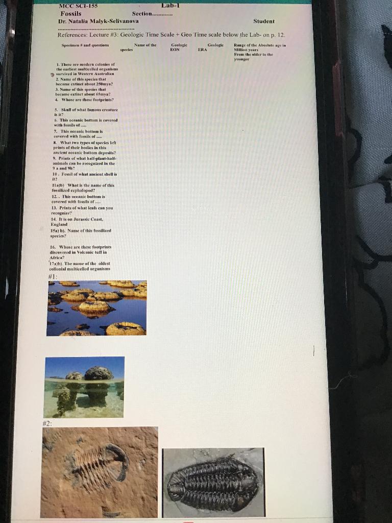 Solved MCC SCI-155 Lab-1 Fossils Section............. Dr. | Chegg.com