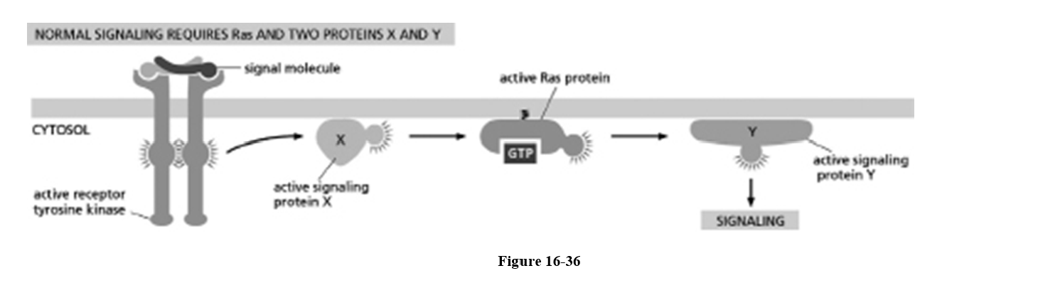Solved Figure 16-36 shows how normal signaling works with a | Chegg.com