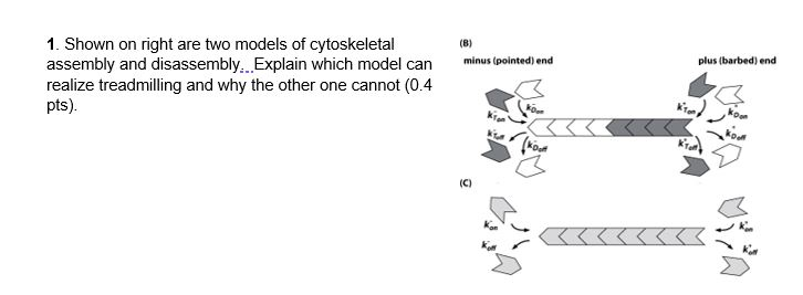 Solved minus pointed) end plus barbed) end 1. Shown on right | Chegg.com